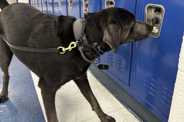 What You Need to Know About Drug Detection Dogs - ScentWorks K9