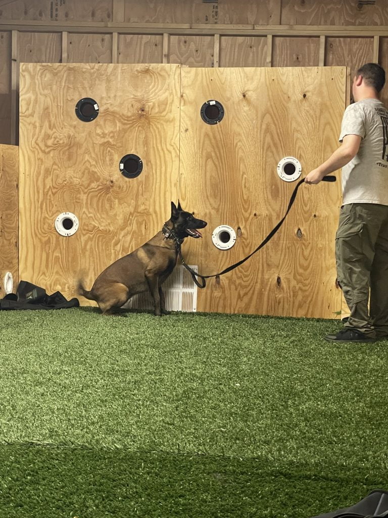 How does a bomb dog work? - ScentWorks K9