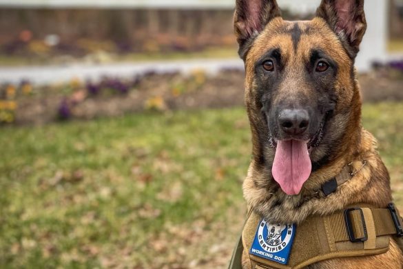 What You Need to Know About Drug Detection Dogs - ScentWorks K9