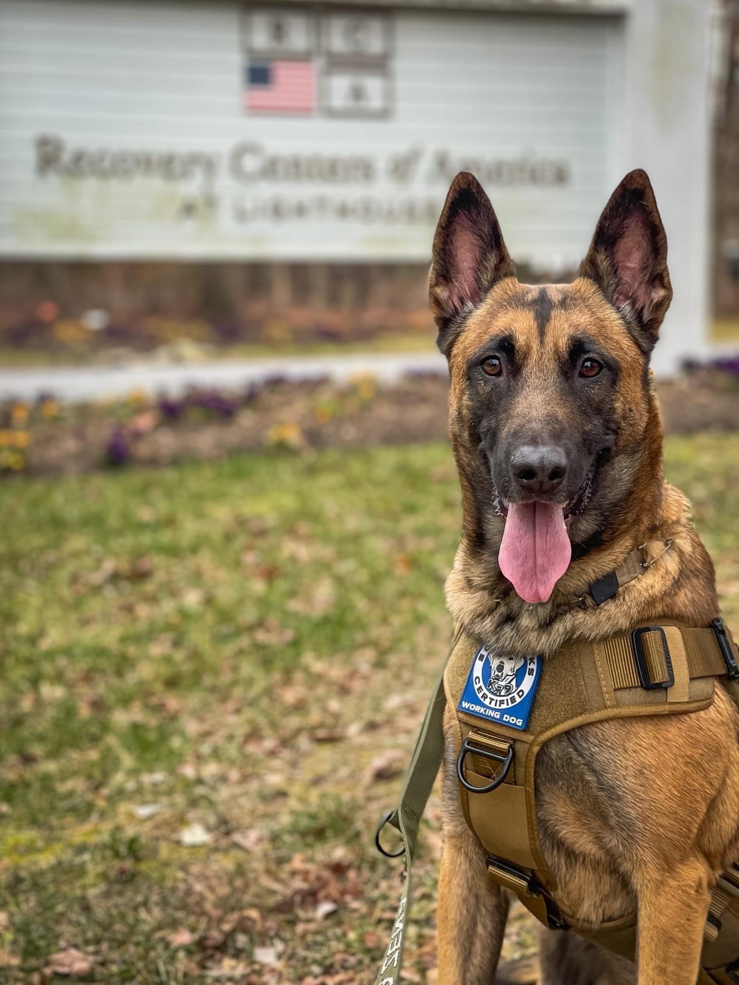 What You Need to Know About Drug Detection Dogs - ScentWorks K9