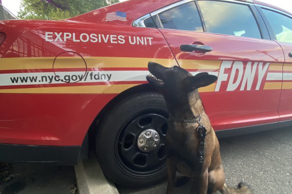 How does a bomb dog work? - ScentWorks K9
