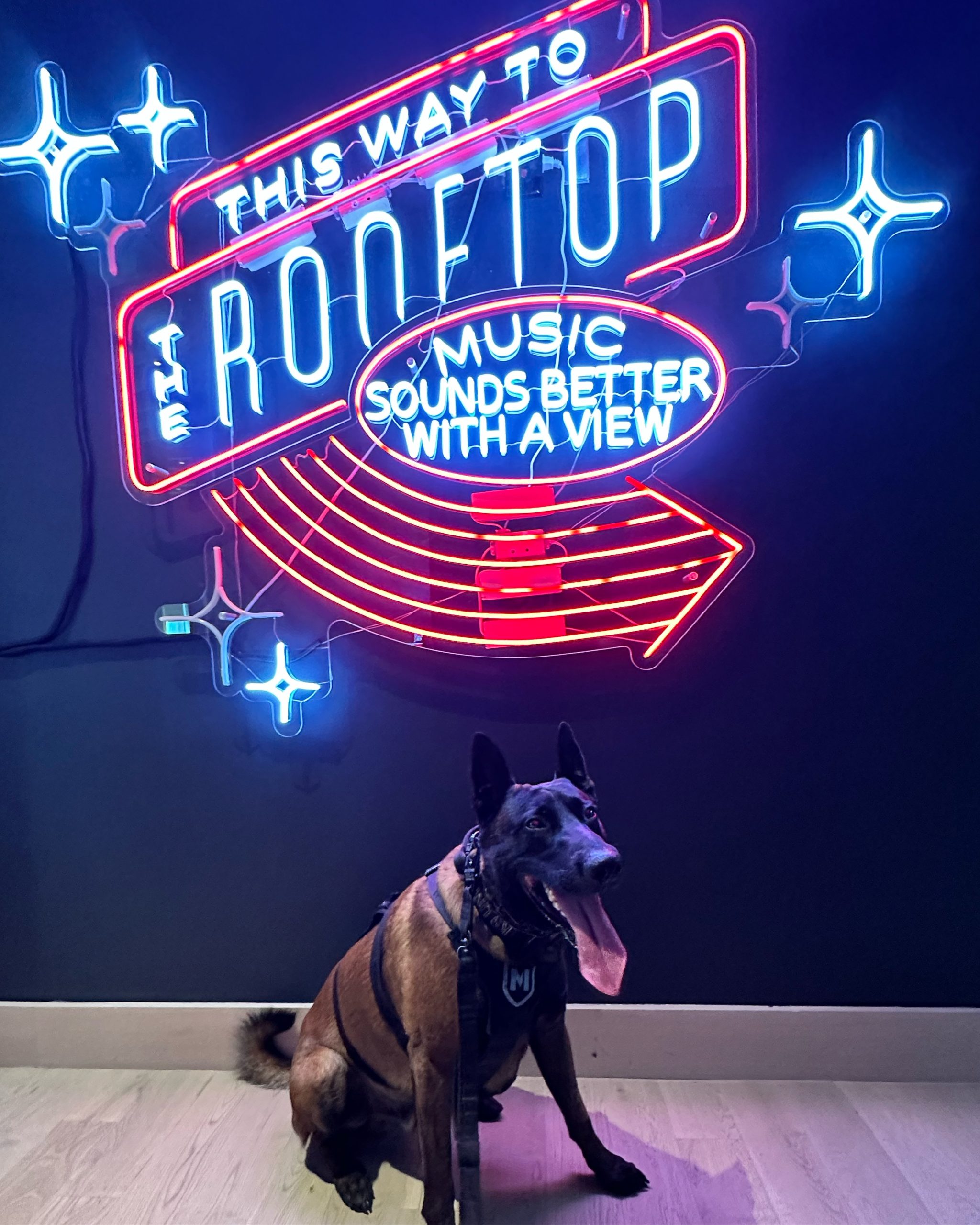 Enhancing Security for Traveling Musicians and VIPs: The Role of Gun ...