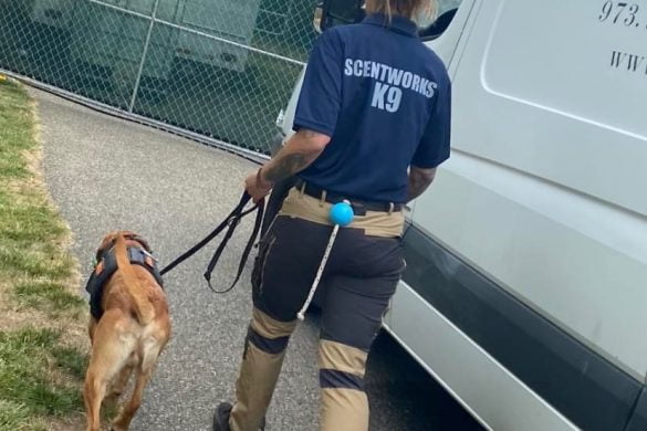 What You Need to Know About Drug Detection Dogs - ScentWorks K9